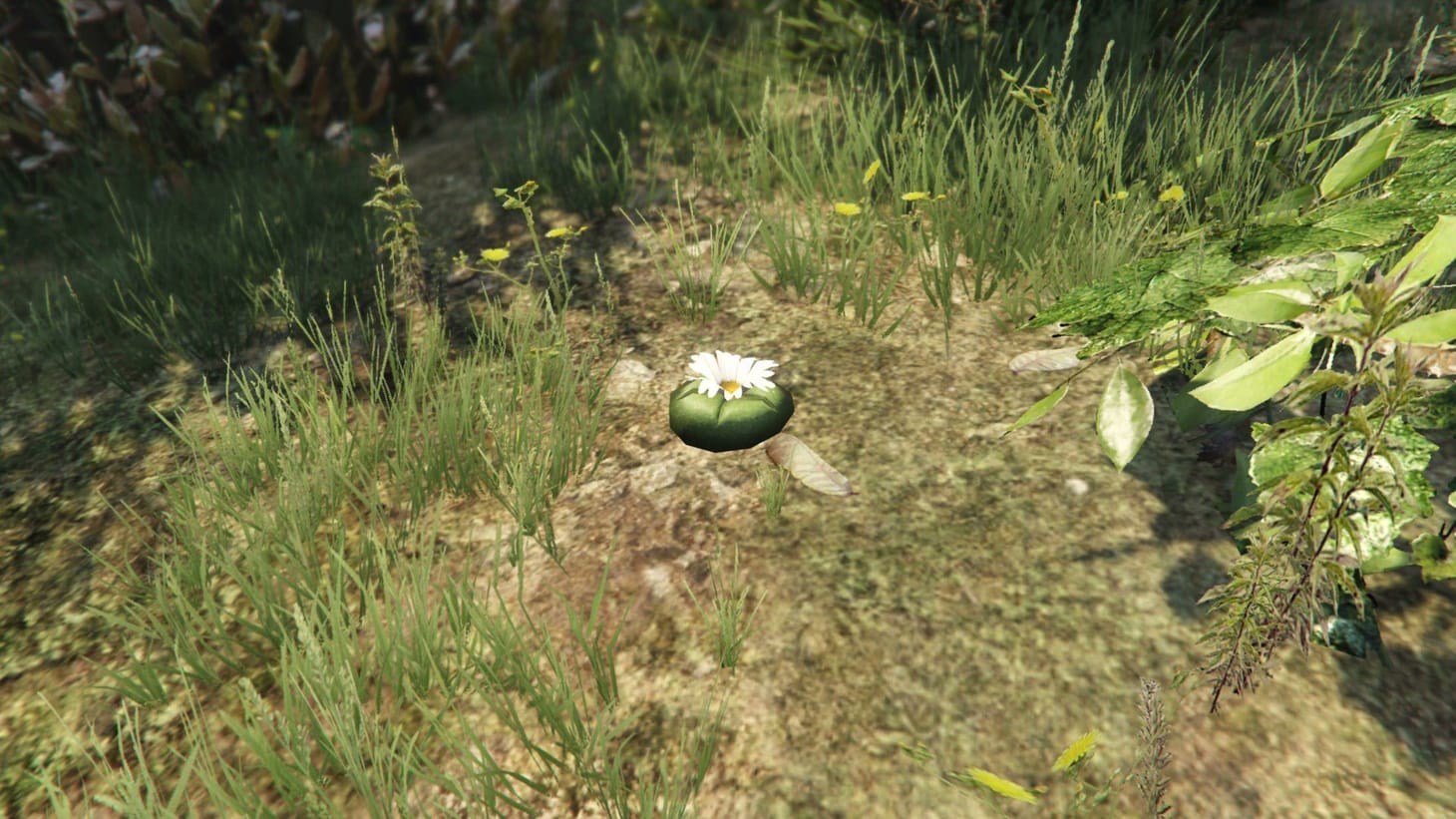 All GTA 5 Online Peyote Plants' locations (2025)