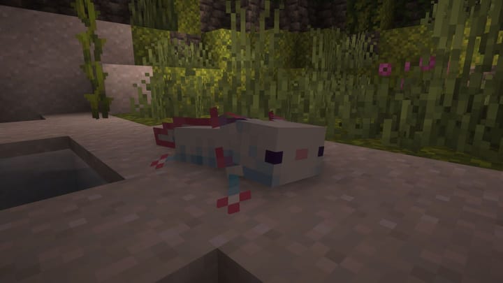 All varieties of axolotls in Minecraft