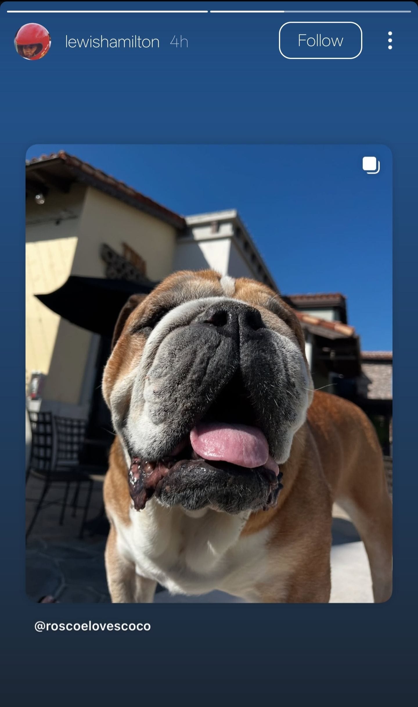 Lewis Hamilton shares adorable picture of his pet Roscoe