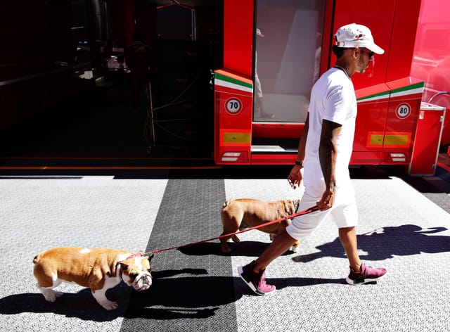What happened to Lewis Hamilton’s other dog, Coco? All you need to know ...