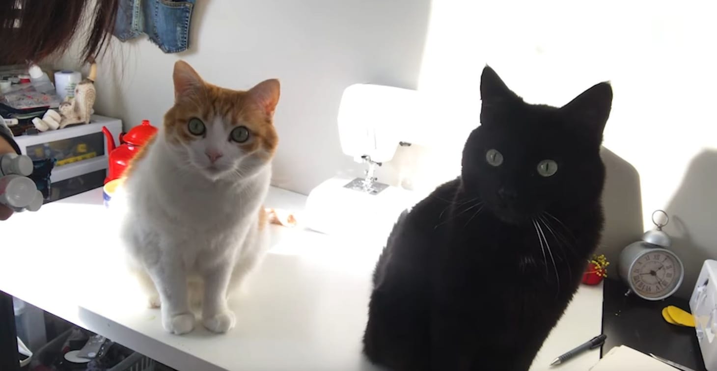 The Curious Case of… - The Doomsday Cat Cult: Sheryl Ruthven - A ...