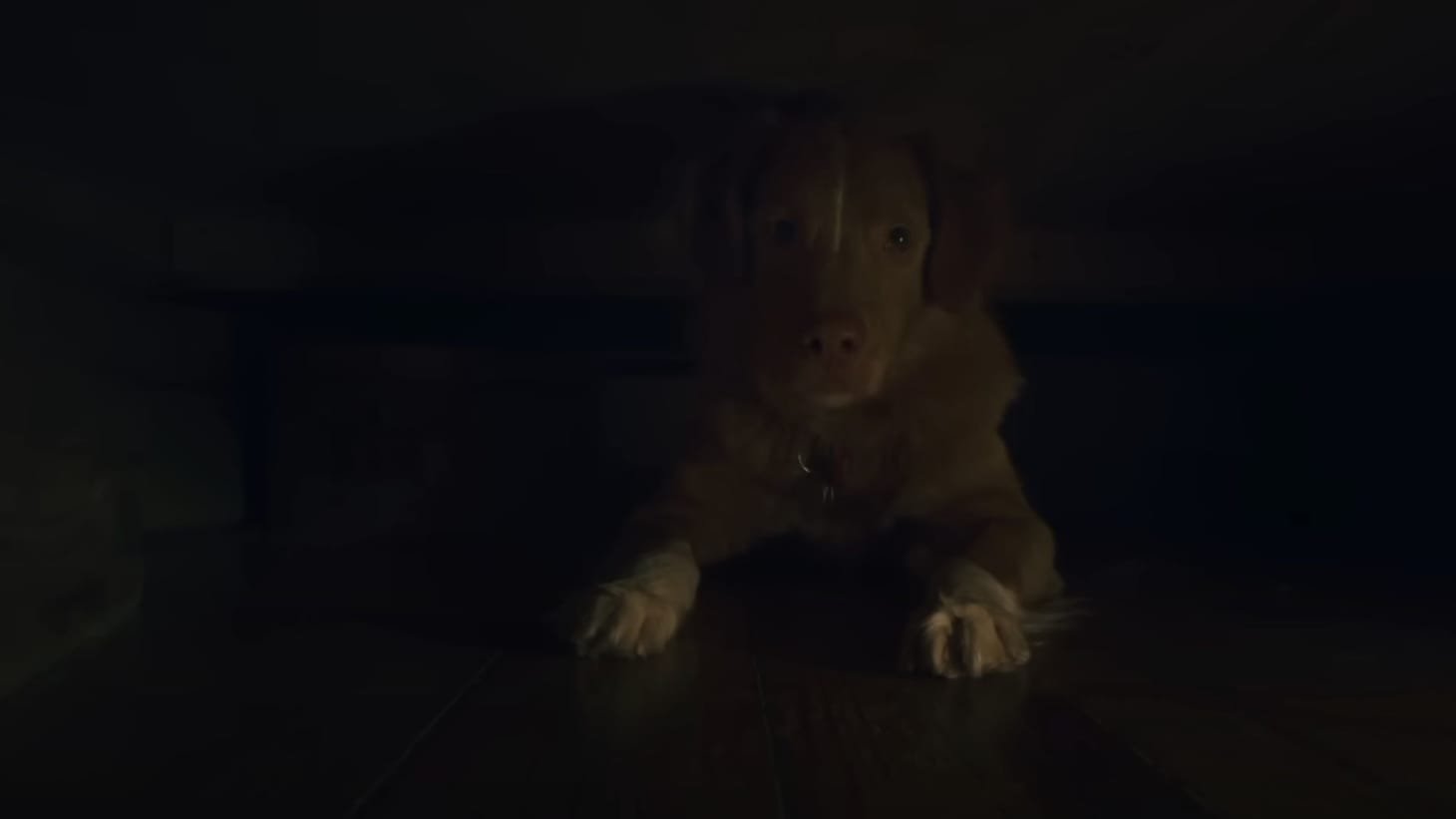 Good Boy ending explained: Horror, mortality, and a dog’s unbreakable bond
