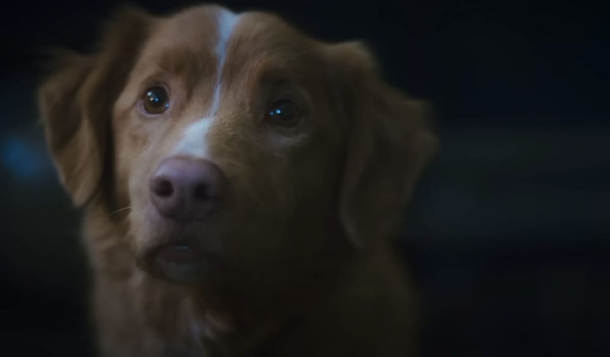 Good Boy ending explained: Horror, mortality, and a dog’s unbreakable bond