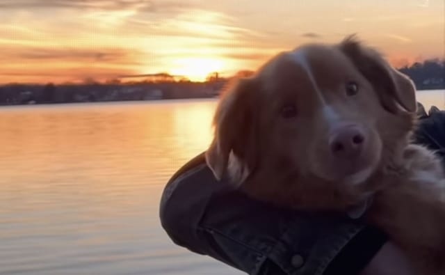 Good Boy ending explained: Horror, mortality, and a dog’s unbreakable bond