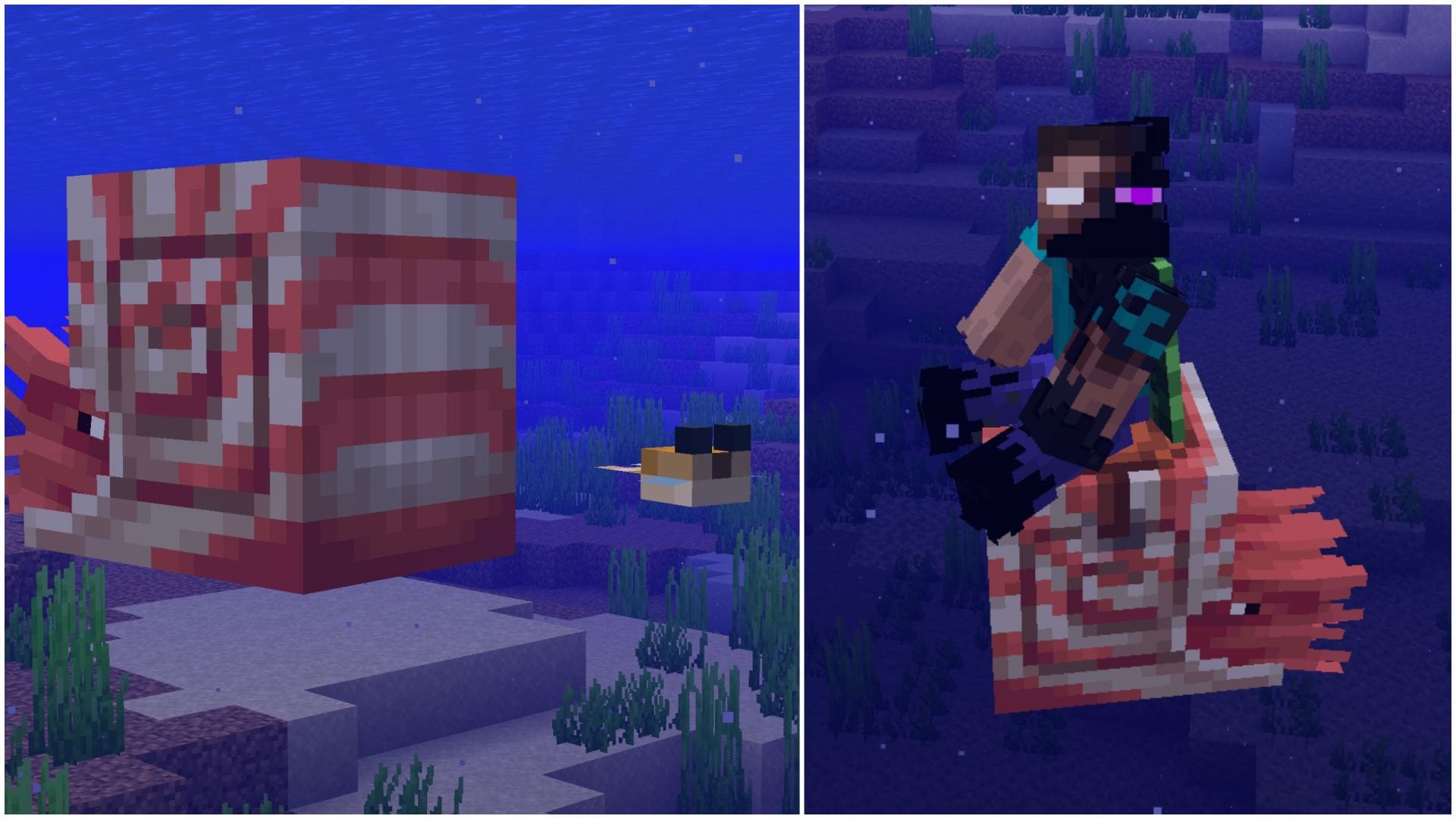 5 interesting facts about nautilus in Minecraft