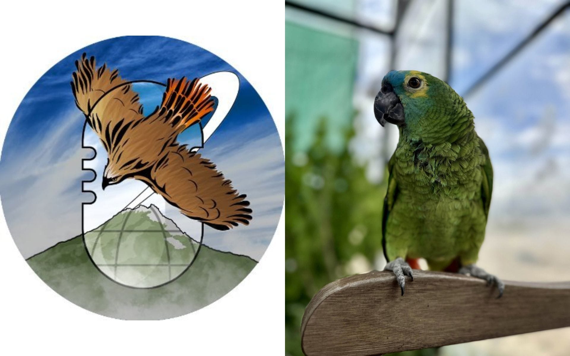 What happened to Alveus Sanctuary's ambassador, Siren the parrot?