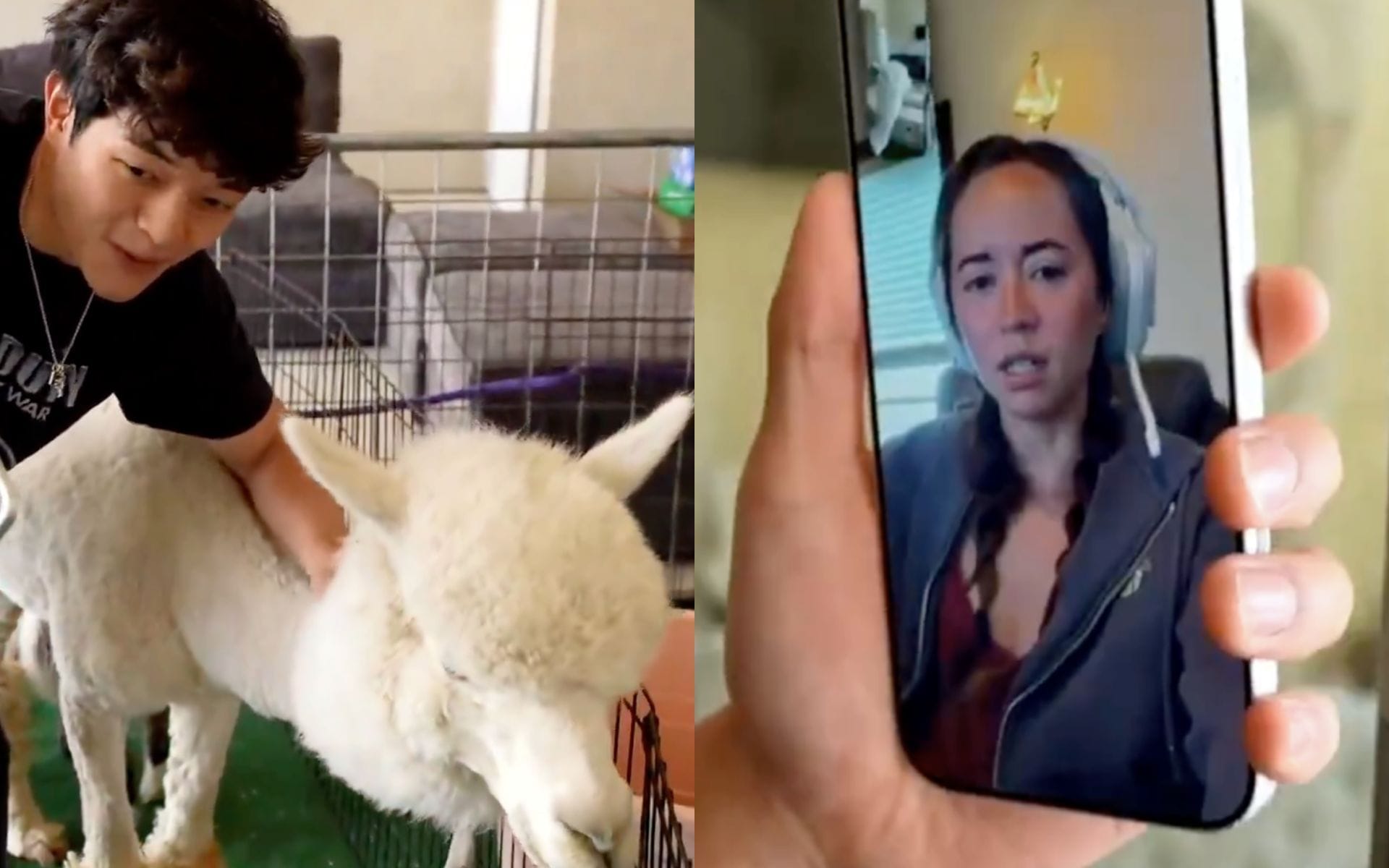 "Use your brain and come up with a good idea": Maya Higa slams ...